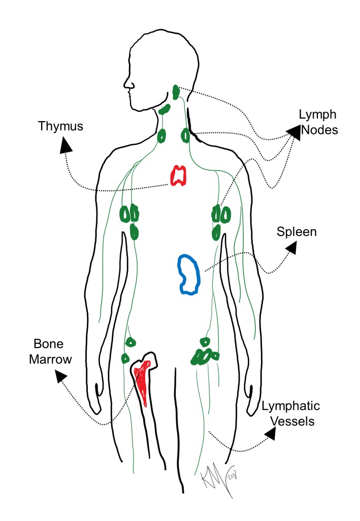 Organs of the immune system – ImmunoBites