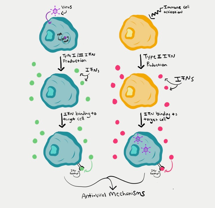 An introduction to interferons – ImmunoBites