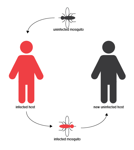 Vector-borne diseases: directions in transmission – ImmunoBites