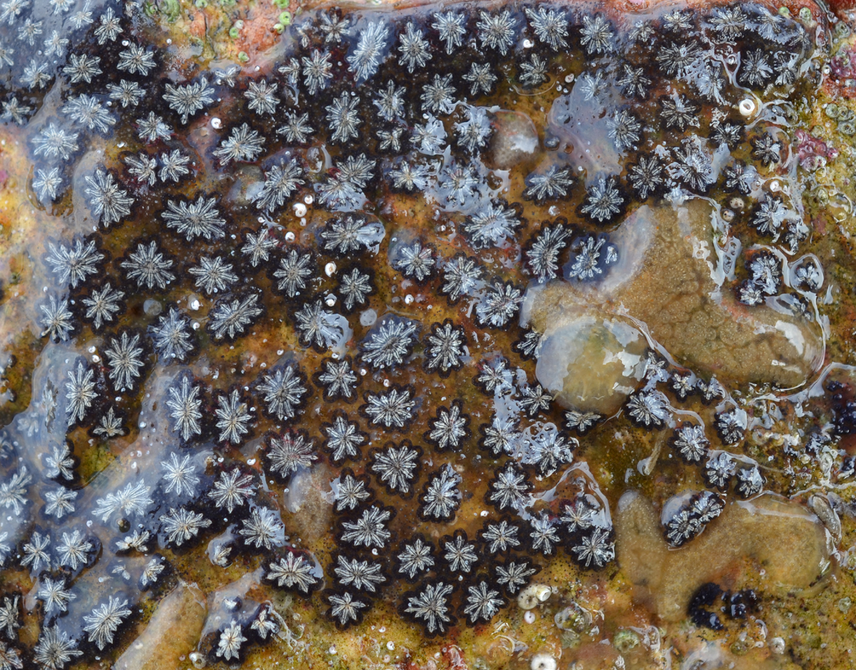 The Golden Star Tunicate: A Golden Star of Immunology Research ...