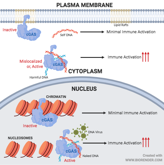 Unraveling the Mystery of the Omnipresent DNA Sensor called cGAS ...