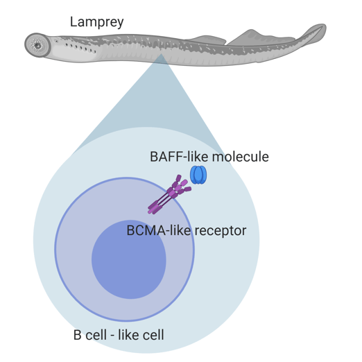 “B” Back Soon, Gone Fishing: The Evolution of B Cell Signaling in ...