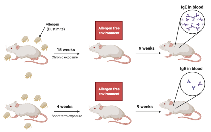 Allergy: How memory becomes trouble – ImmunoBites