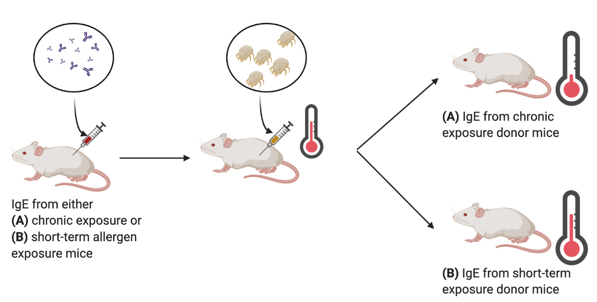 Allergy: How memory becomes trouble – ImmunoBites