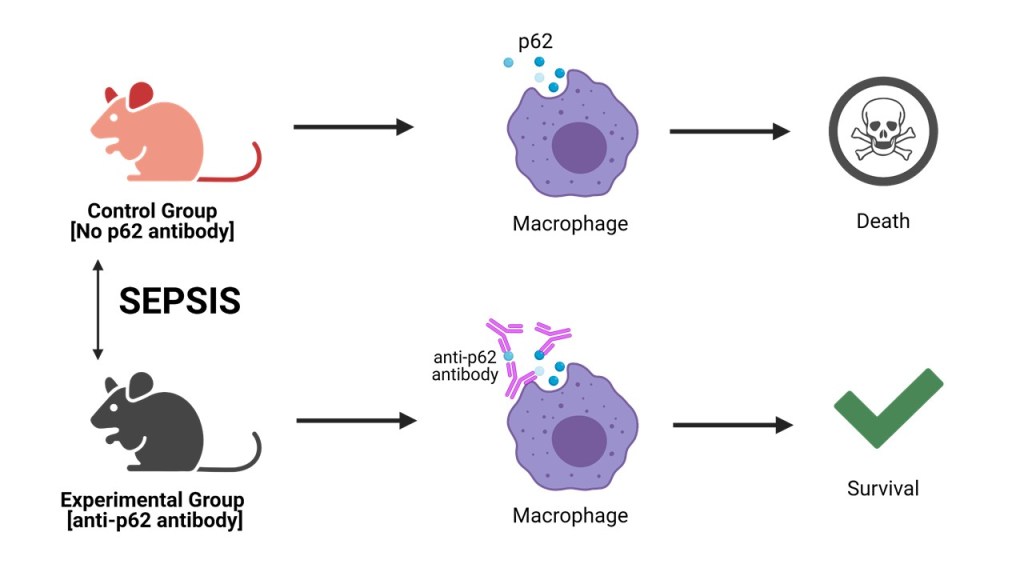 The Future Of Sepsis: Molecular discoveries that could lead the way to ...