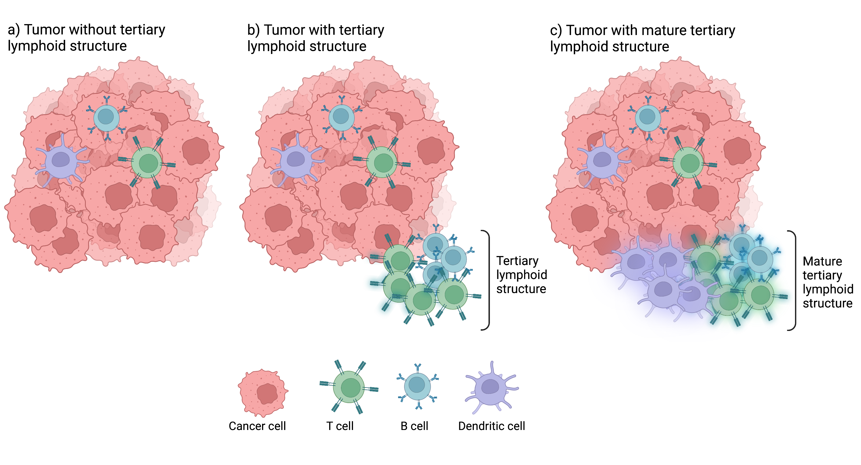 Mature tertiary lymphoid structures, close and ready to fight – ImmunoBites